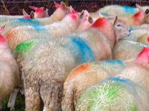 wicklow cheviot sheep | 24 All Sections Ads For Sale in Ireland | DoneDeal