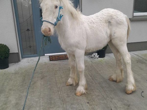 Cobs Ads For Sale in Ireland | DoneDeal