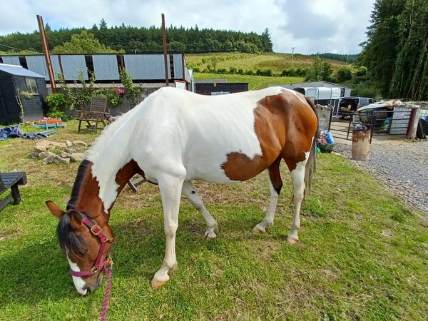 Horses Ads For Sale in Ireland | DoneDeal