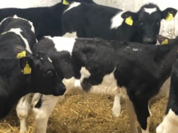 10 Top Quality BR FR Bull Calves for sale in Co. Tipperary for ...