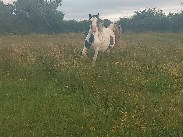 Cobs Ads For Sale in Ireland | DoneDeal