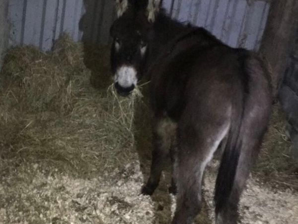 Donkeys Ads For Sale in Ireland | DoneDeal