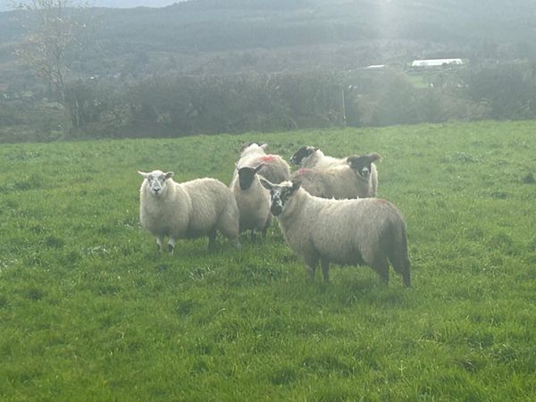 wicklow cheviot sheep | 24 All Sections Ads For Sale in Ireland | DoneDeal