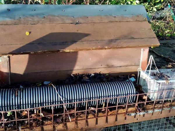 ferret | 10 All Sections Ads For Sale in Ireland | DoneDeal