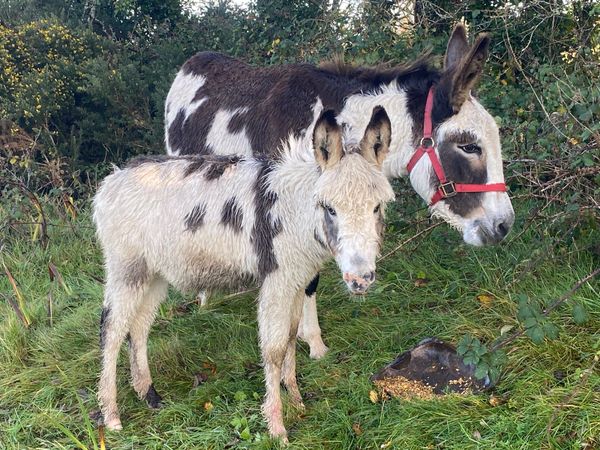 Donkeys Ads For Sale in Ireland | DoneDeal