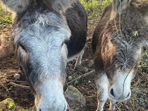 Donkeys Ads For Sale in Ireland | DoneDeal
