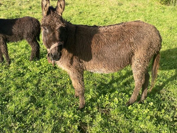 Donkeys Ads For Sale in Ireland | DoneDeal