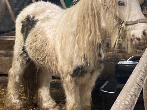 Cobs Ads For Sale in Ireland | DoneDeal