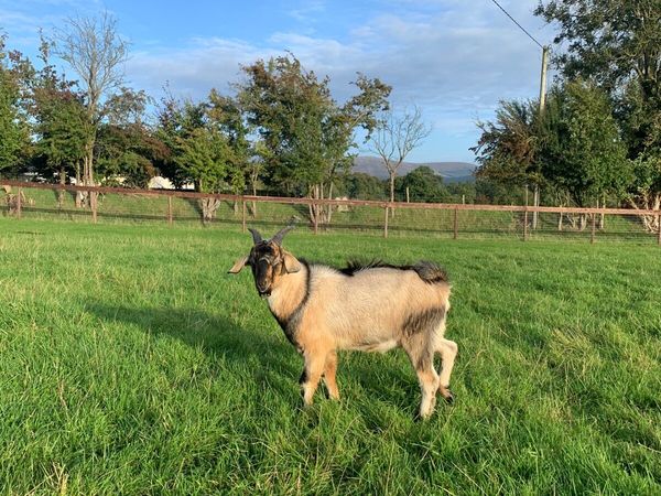 goats | 292 All Sections Ads For Sale in Ireland | DoneDeal