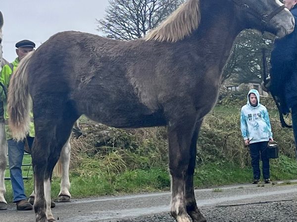 Irish Draught | 84 Horses Ads For Sale in Ireland | DoneDeal