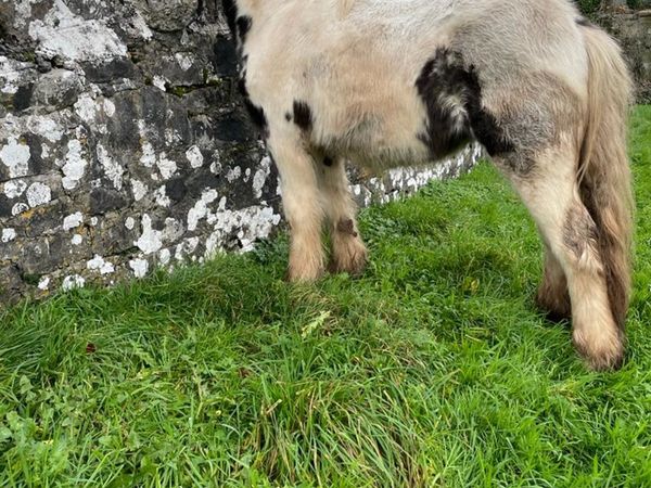 Cobs Ads For Sale in Ireland | DoneDeal