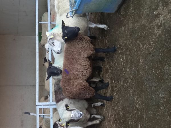Sheep Ads For Sale in Donegal | DoneDeal