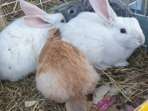 rabbits | 146 Animals Ads For Sale in Ireland | DoneDeal