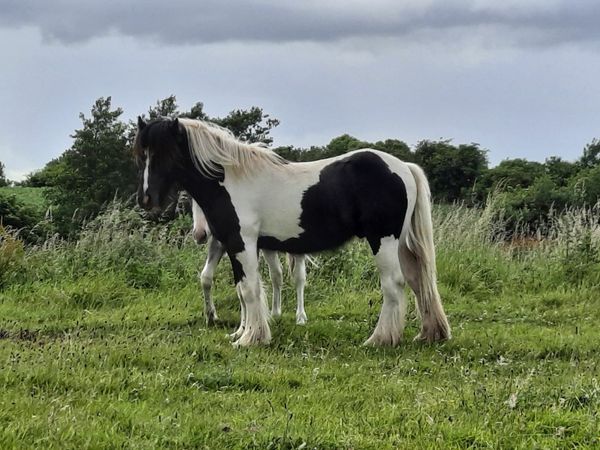 Cobs Ads For Sale in Ireland | DoneDeal