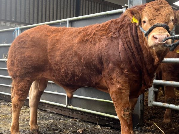 Beef Cattle Ads For Sale in Ireland | DoneDeal