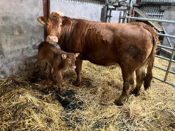 Beef Cattle Ads For Sale in Tyrone | DoneDeal