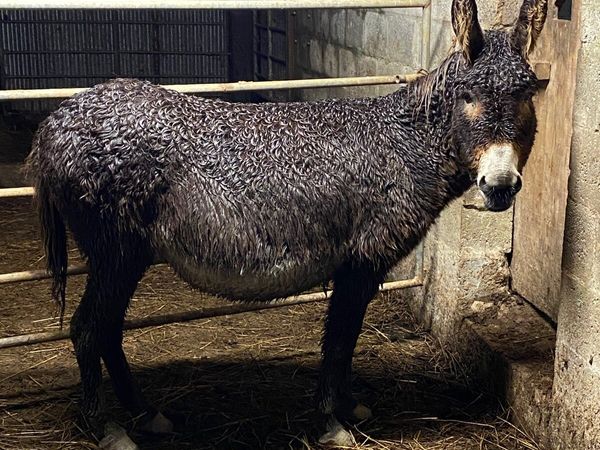 Donkeys Ads For Sale in Ireland | DoneDeal