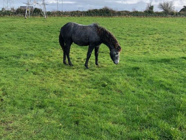 Cobs Ads For Sale in Ireland | DoneDeal