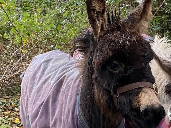 Donkeys Ads For Sale in Ireland | DoneDeal