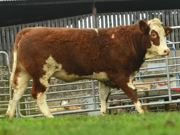 Beef Cattle Ads For Sale in Antrim | DoneDeal