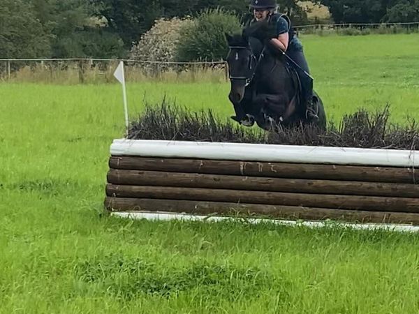 Ponies Ads For Sale in Ireland | DoneDeal