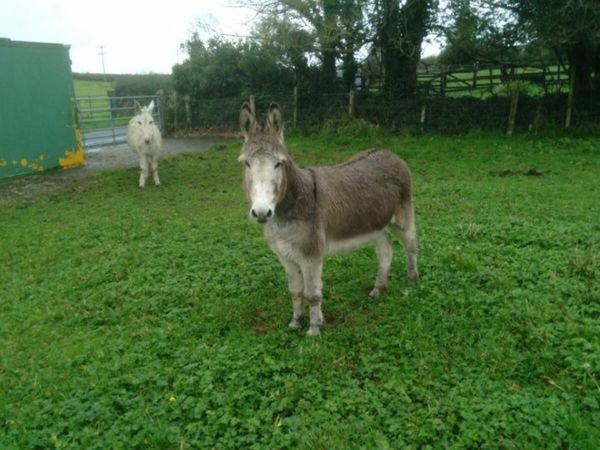 Donkeys Ads For Sale in Ireland | DoneDeal