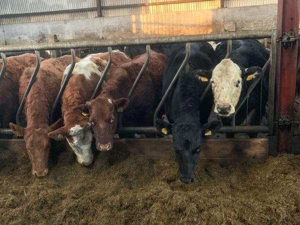 Beef Cattle Ads For Sale in Tyrone | DoneDeal