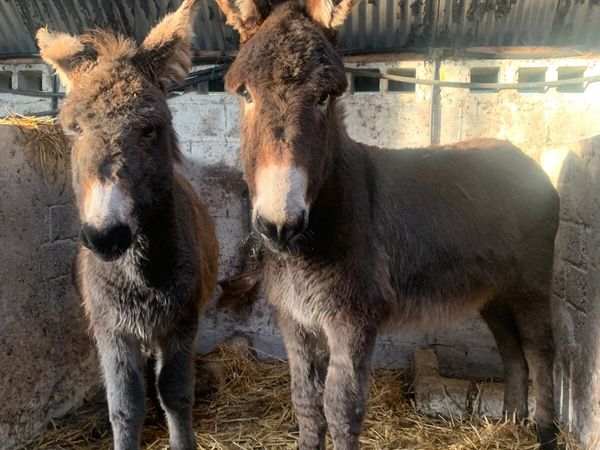 Donkeys Ads For Sale in Ireland | DoneDeal