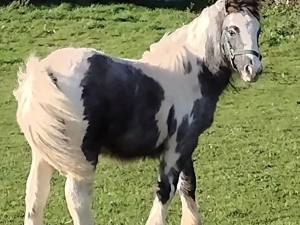 Cobs Ads For Sale in Ireland | DoneDeal