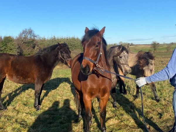 Horses Ads For Sale in Ireland | DoneDeal