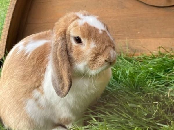 rabbits | 149 Animals Ads For Sale in Ireland | DoneDeal