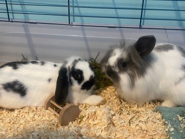 rabbits | 179 Animals Ads For Sale in Ireland | DoneDeal