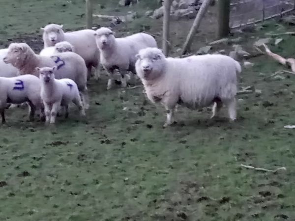 Sheep Ads For Sale in Ulster | DoneDeal
