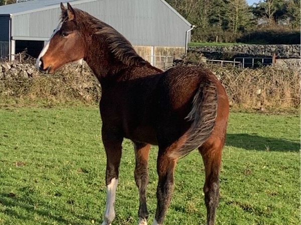 Horses Ads For Sale in Ireland | DoneDeal