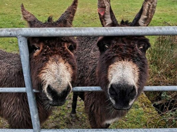 Donkeys Ads For Sale in Ireland | DoneDeal