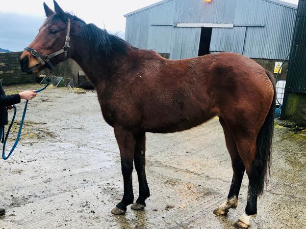 thoroughbred | 57 Horses Ads For Sale in Ireland | DoneDeal