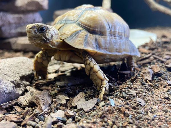 tortoise | 20 All Sections Ads For Sale in Ireland | DoneDeal