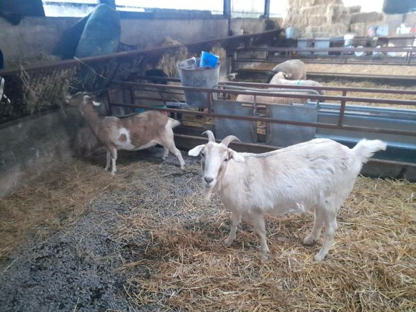 goats | 279 All Sections Ads For Sale in Ireland | DoneDeal