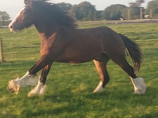 Cobs Ads For Sale in Ireland | DoneDeal