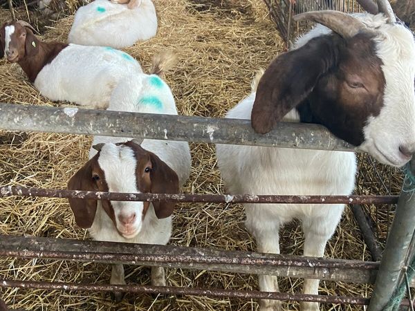 goats | 279 All Sections Ads For Sale in Ireland | DoneDeal