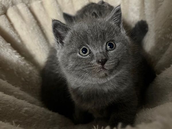Cats Ads For Sale in Ireland | DoneDeal