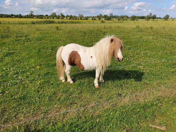 Ponies Ads For Sale in Ireland | DoneDeal