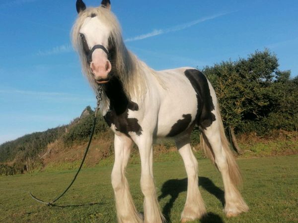 Cobs Ads For Sale in Ireland | DoneDeal