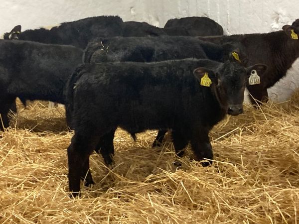 15 Super Angus Bull Calves for sale in Co. Tipperary for €0 on DoneDeal