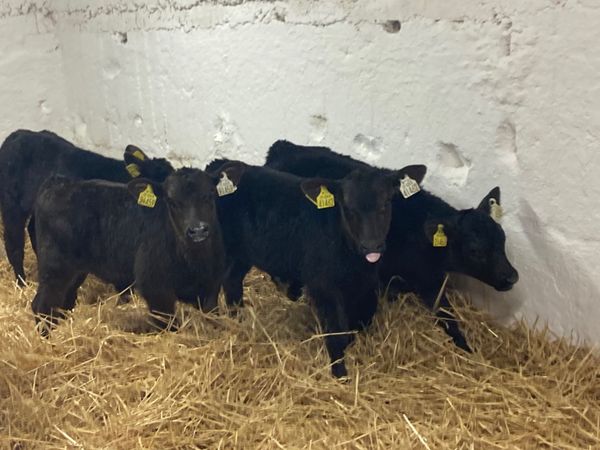 15 Super Angus Bull Calves for sale in Co. Tipperary for €0 on DoneDeal