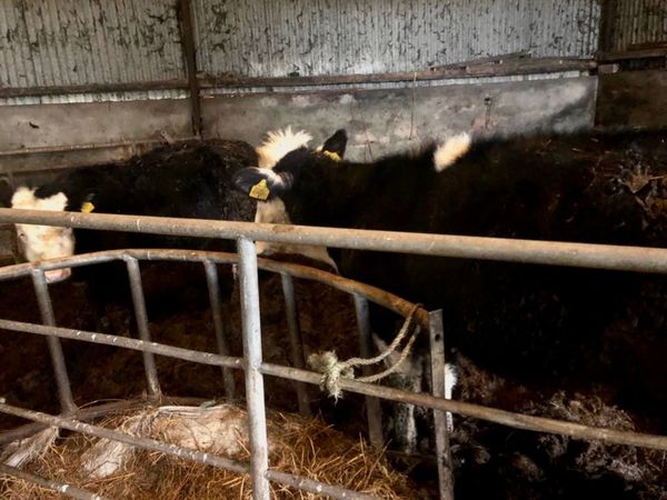 Dairy Cattle Ads For Sale in Cork | DoneDeal