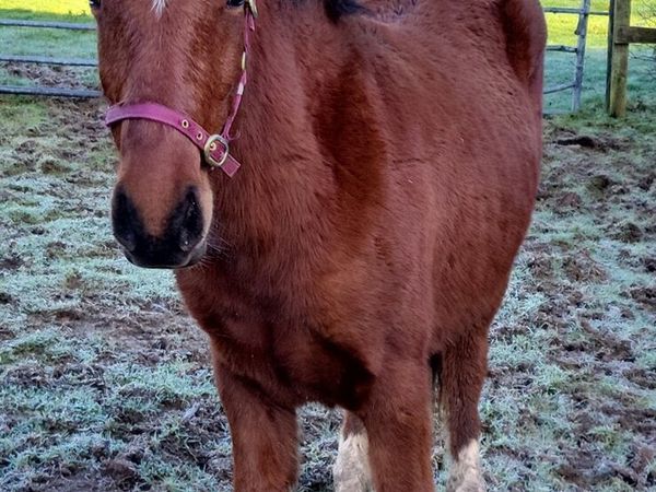 connemara | 136 Ponies Ads For Sale in Ireland | DoneDeal