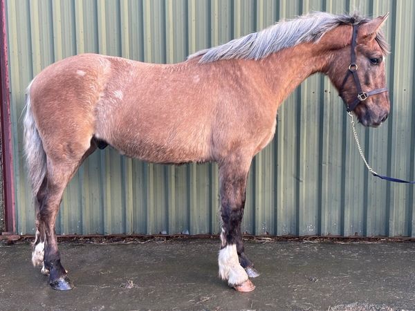 Irish Draught | 54 Horses Ads For Sale in Ireland | DoneDeal