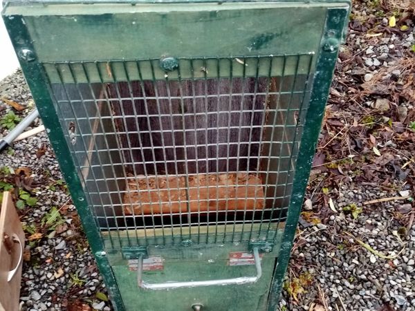 ferret | 13 All Sections Ads For Sale in Ireland | DoneDeal