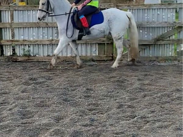 Ponies Ads For Sale in Ireland | DoneDeal